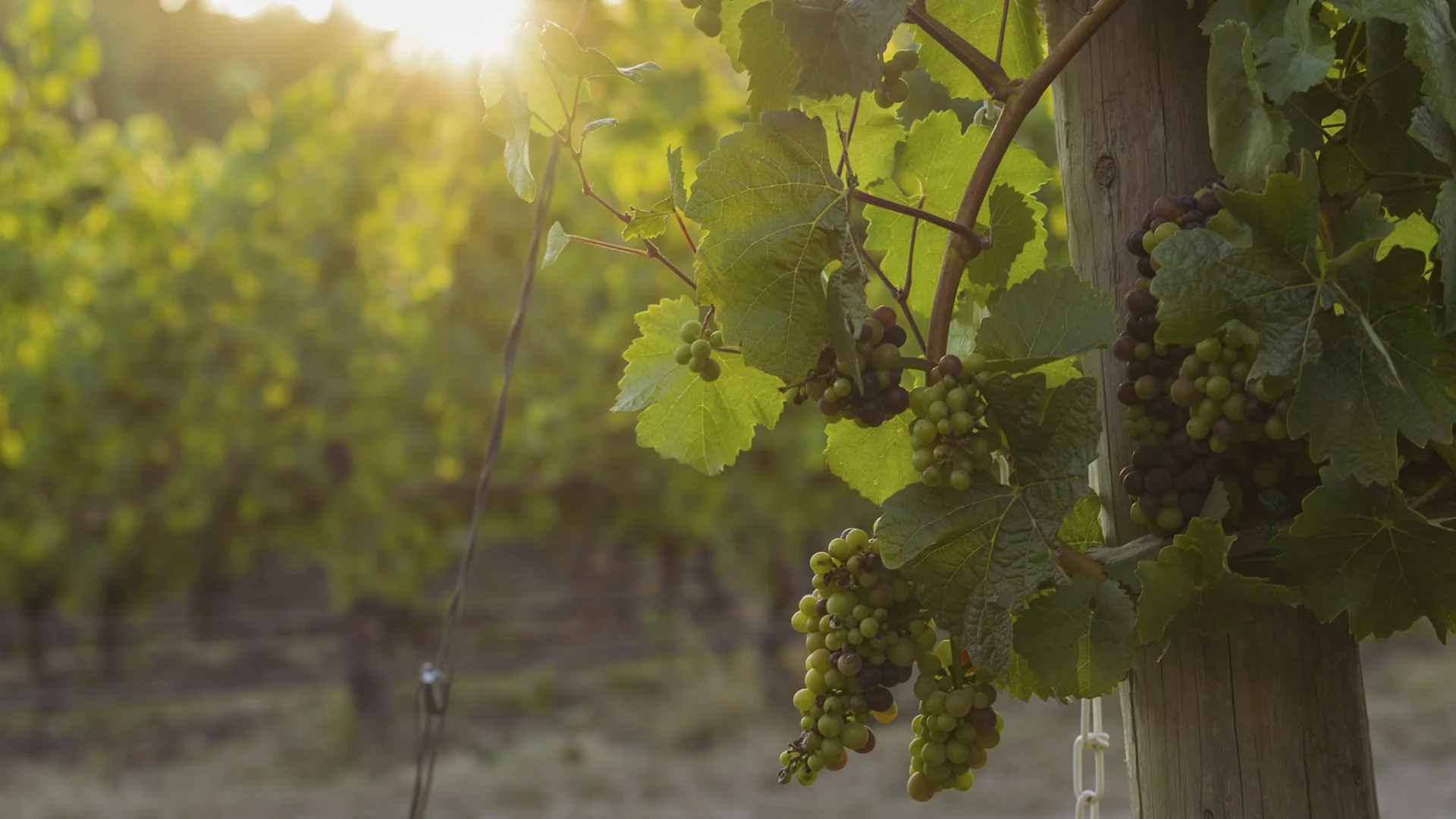 Discover Clairette: Everything You Need to Know About this Grape Varietal